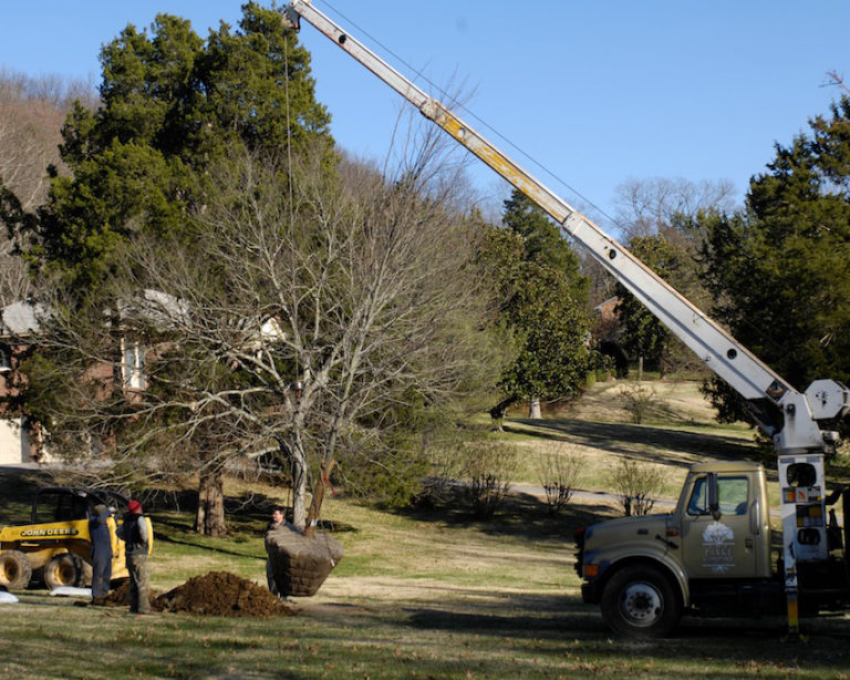 Large-caliper-tree | The Parke Company