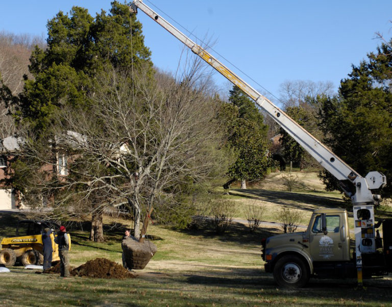 Tree-Installation | The Parke Company